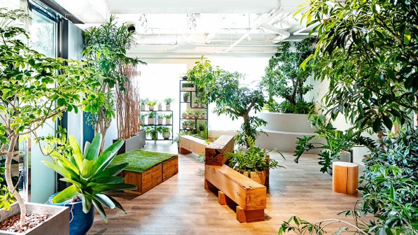 Green Display's BOTANICAL LIGHT: The future of plant-powered energy ...