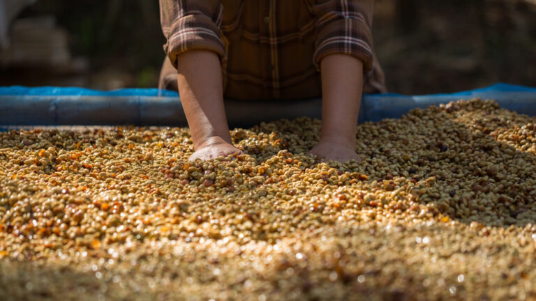 Coffee 2050 Problem: How Japan is safeguarding coffee supply ...